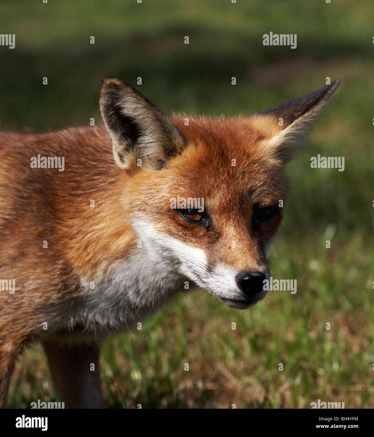 Red fox standing up hi-res stock photography and images - Alamy