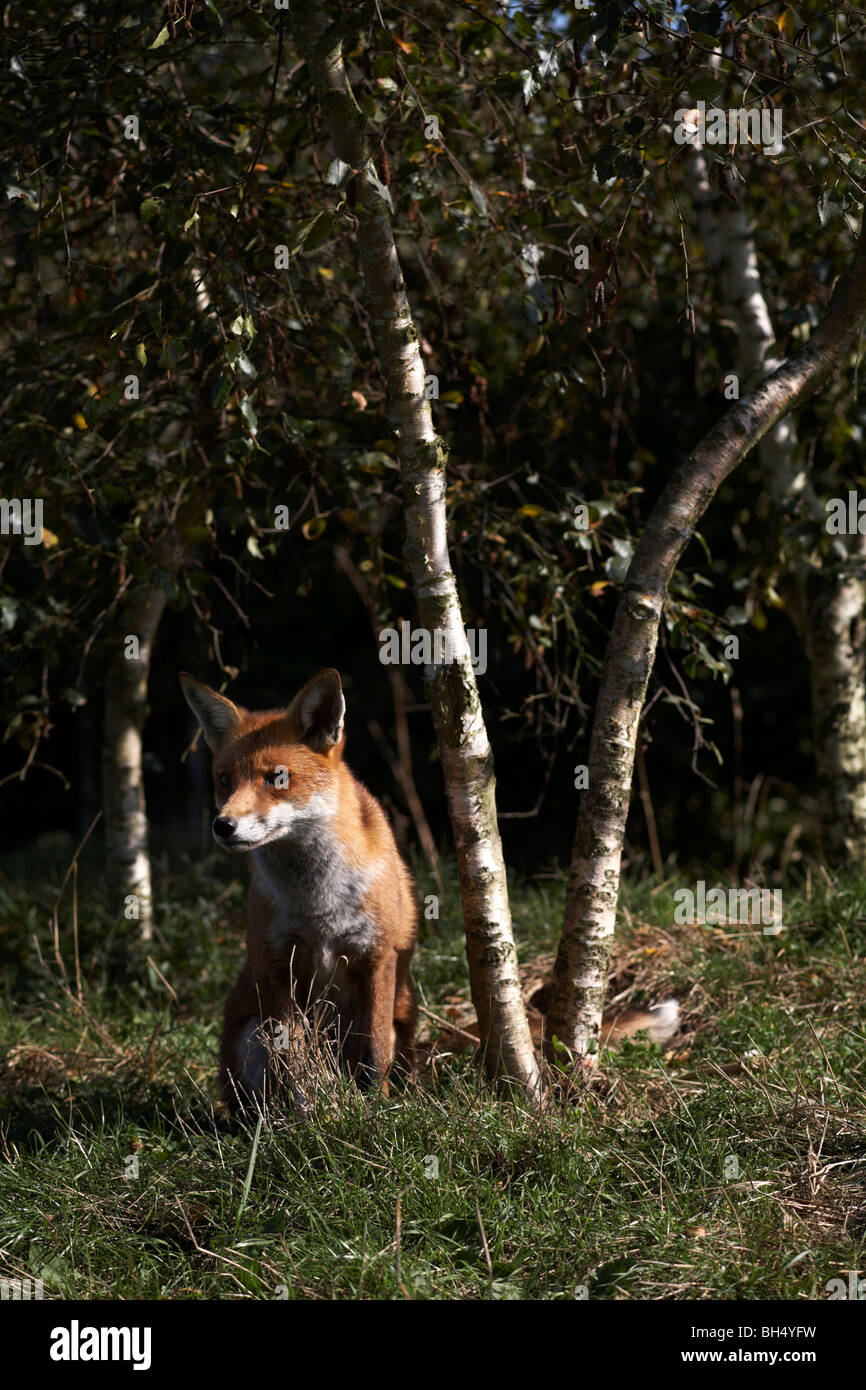 Sitting fox hi-res stock photography and images - Alamy