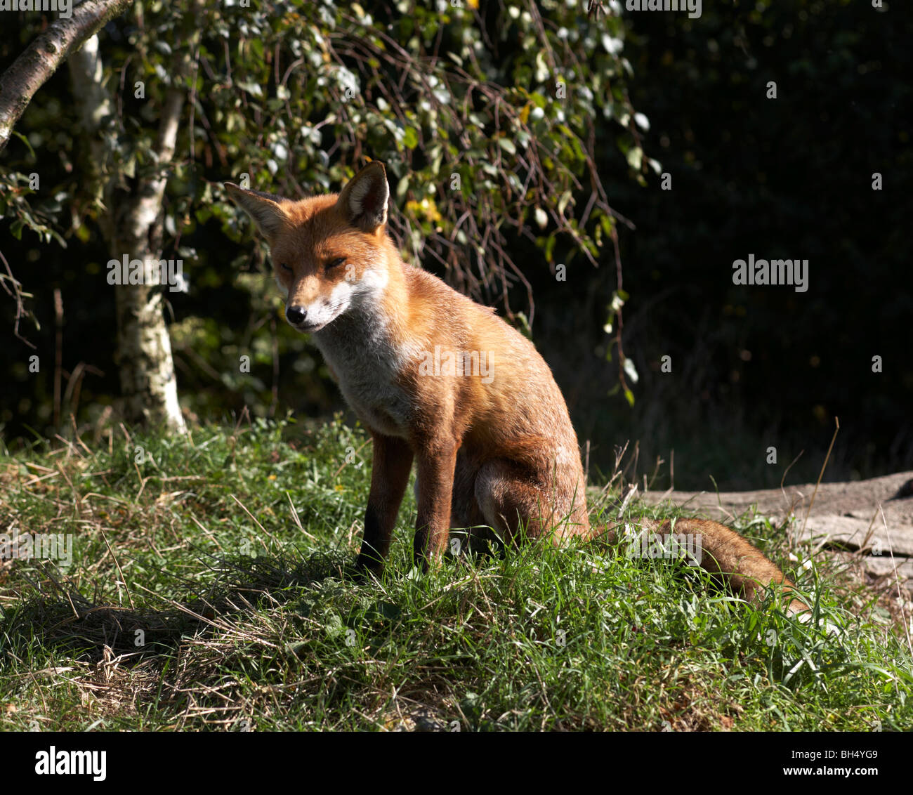 Red fox (Vulpes Vulpes) sitting under tree Stock Photo - Alamy