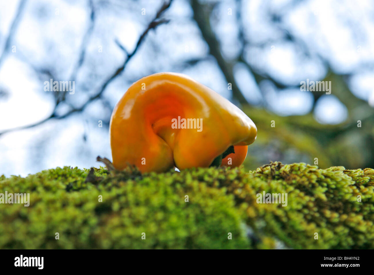 Curved Yellow Bell Pepper Stock Photo - Alamy