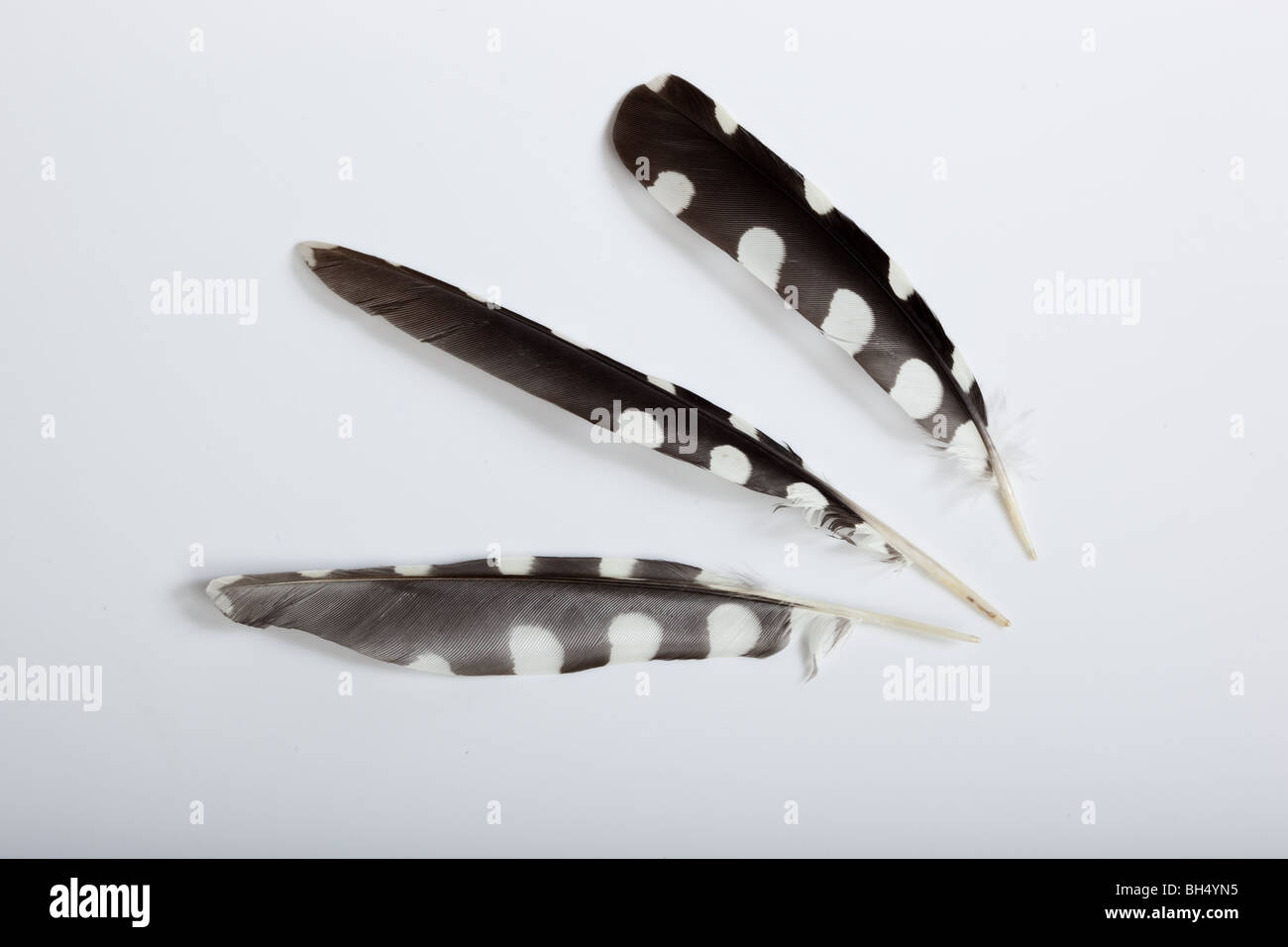 Spotted feathers hi-res stock photography and images - Alamy