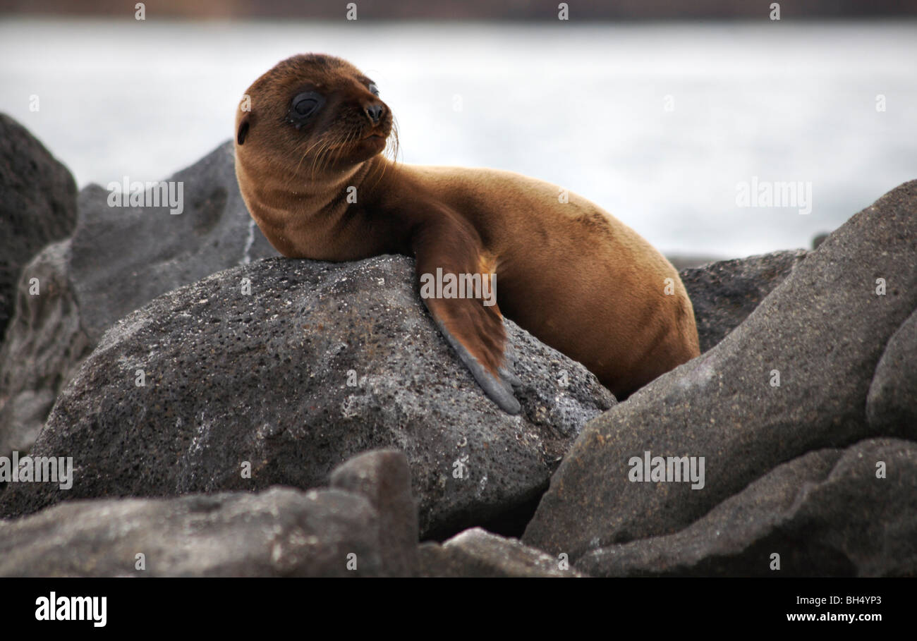 Galapagos Fur Seal (Arctocephalus galapagoensis) Ecuador Stock Photo ...