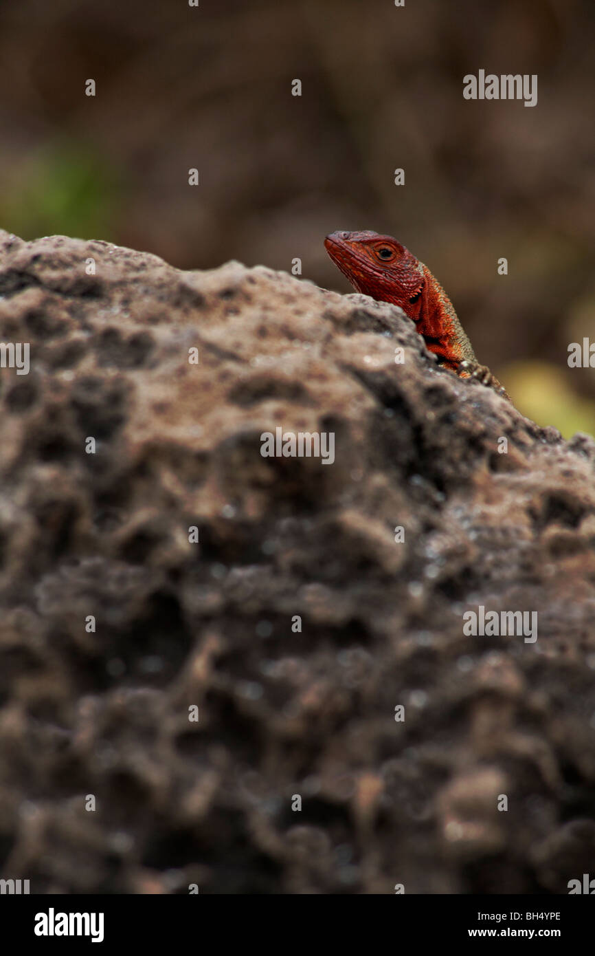 Peeping lizard hi-res stock photography and images - Alamy