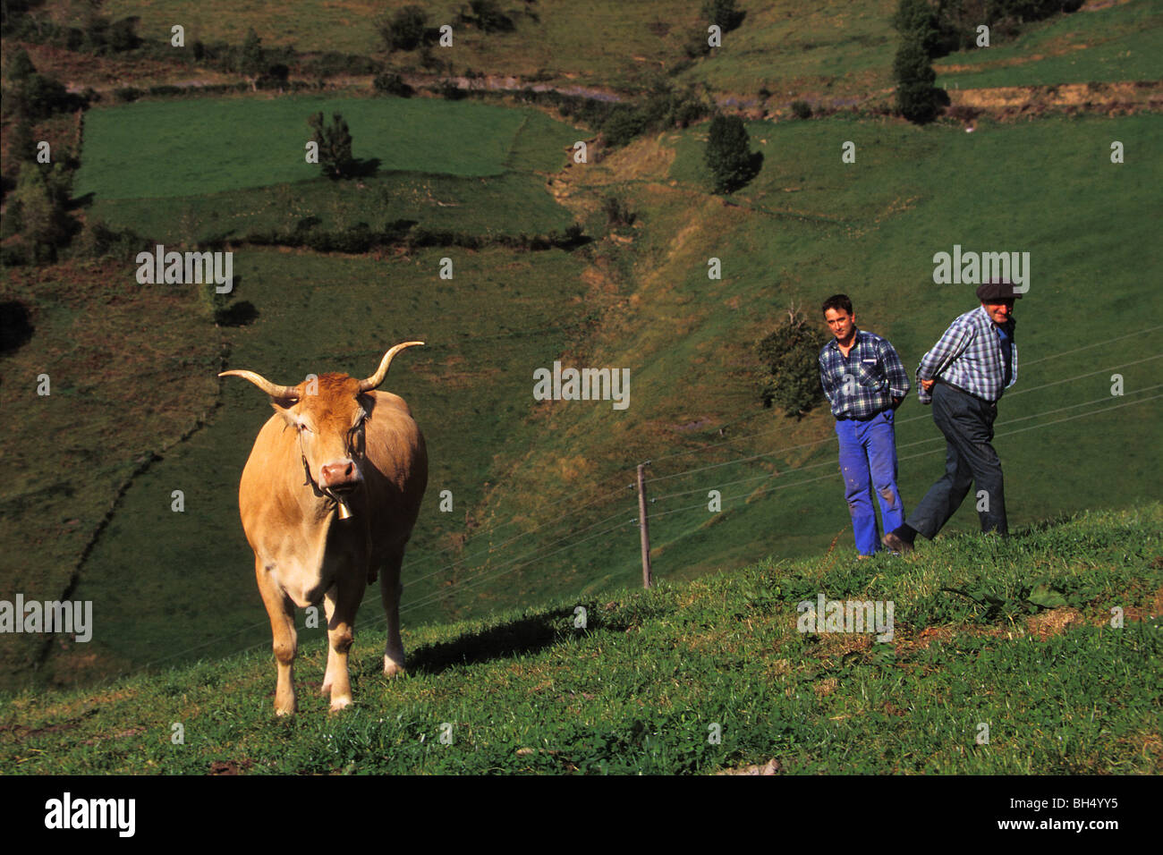 BEARNAISE COW WITH FARMER, PYRENEES ATLANTIQUE (64 Stock Photo - Alamy