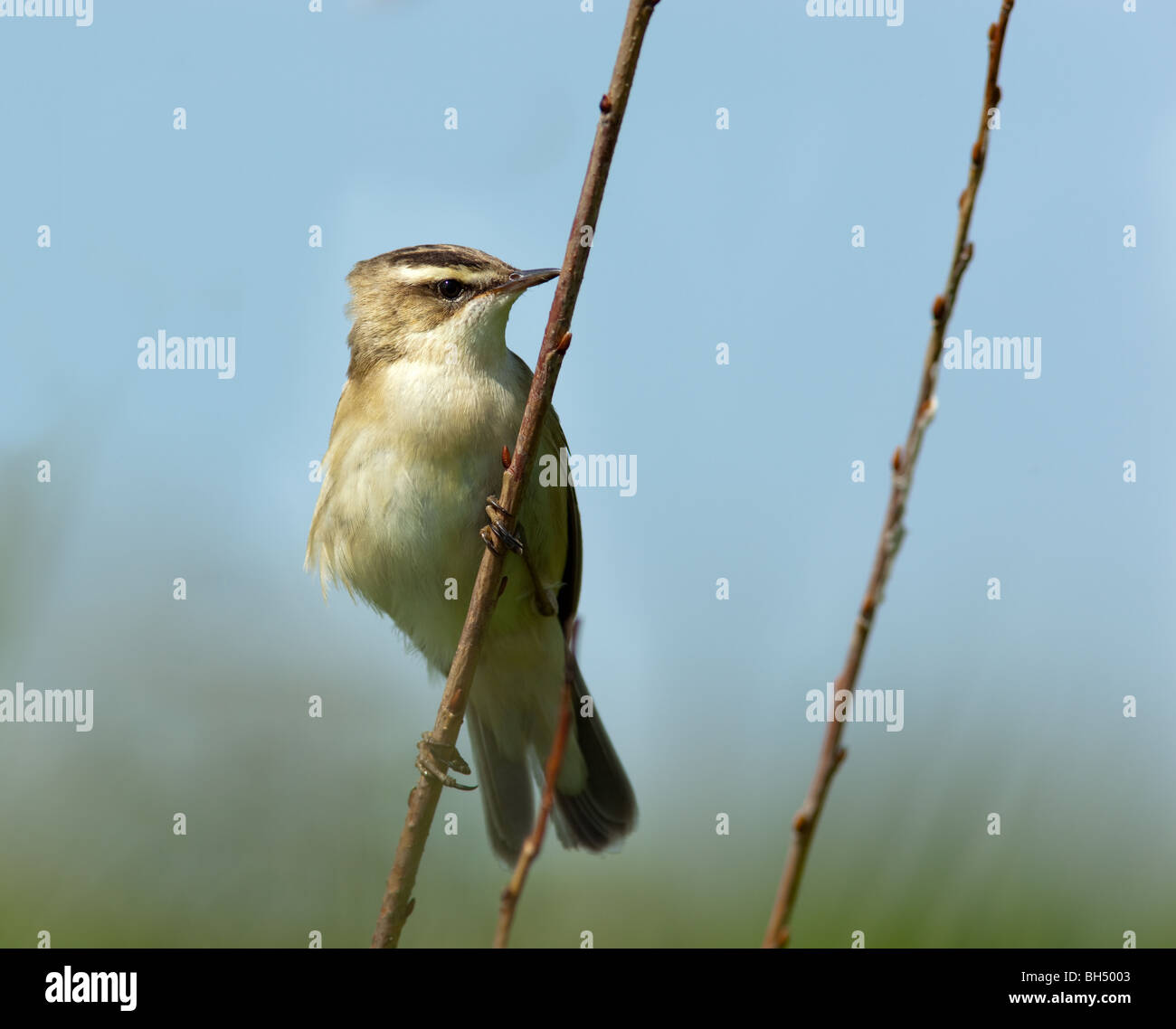 Sedge warbler adult hi-res stock photography and images - Alamy
