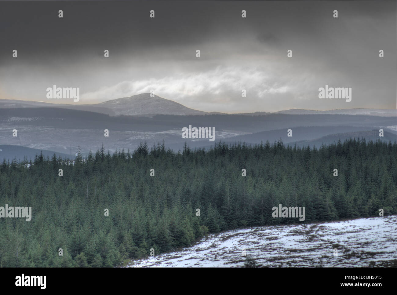 View over forest of conifers in west direction towards snowy peak of ...
