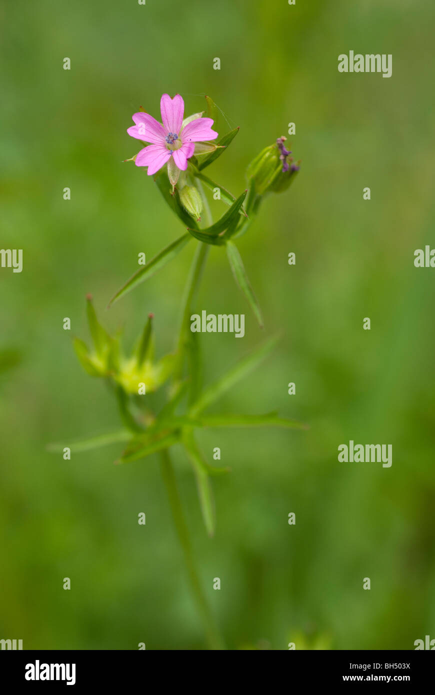 Red cranesbill or Cutleaf geranium (Geranium dissectum Stock Photo - Alamy