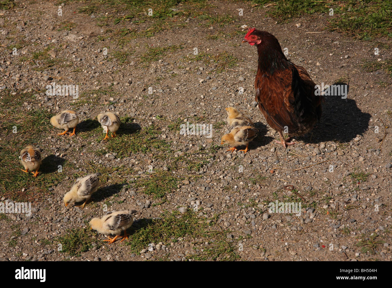 Chicken chicks not inside hi-res stock photography and images - Alamy