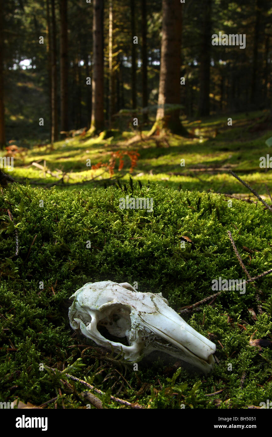 A rabbit skull on moss in pine woodland Stock Photo - Alamy