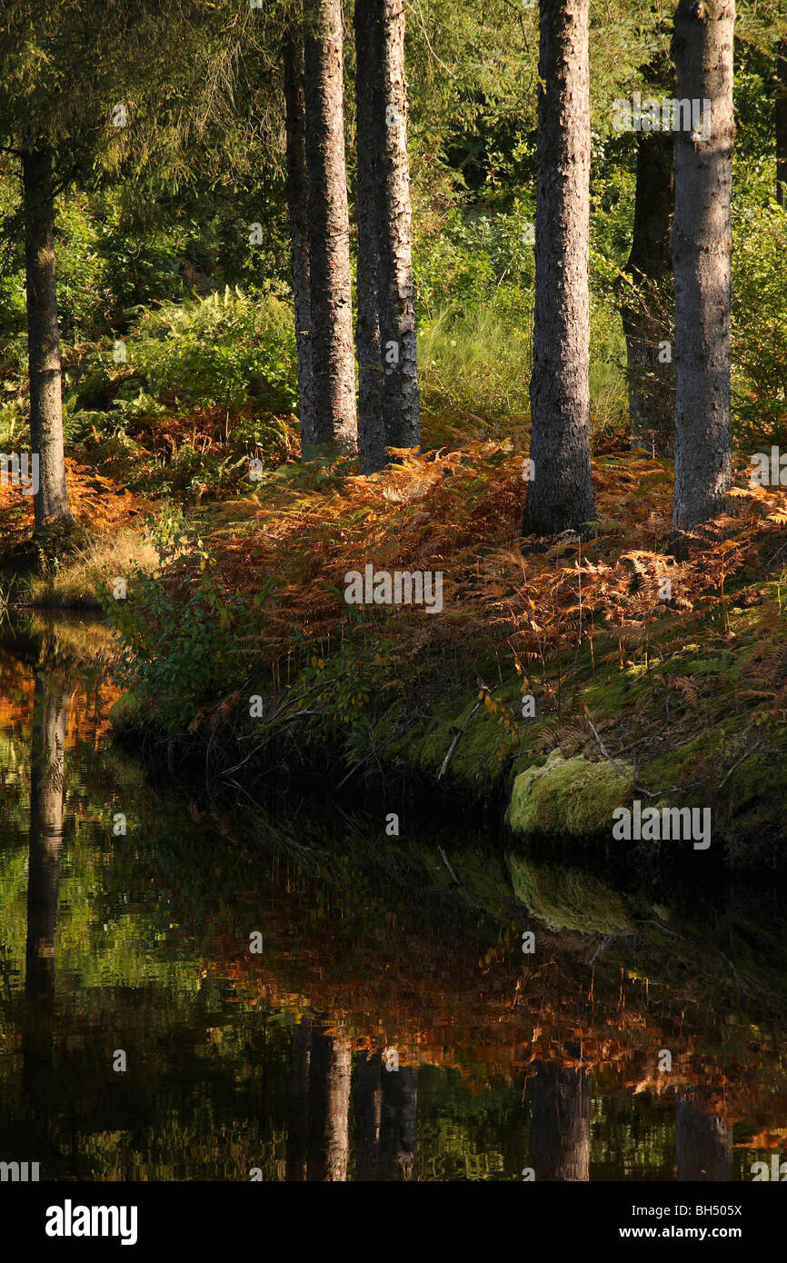 Bracken water hi-res stock photography and images - Alamy