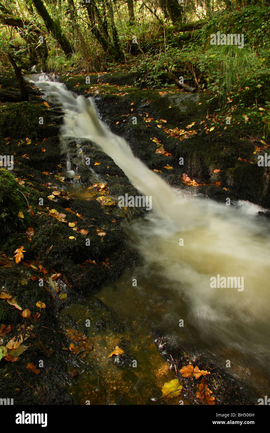 Woodland Stream High Resolution Stock Photography and Images - Alamy