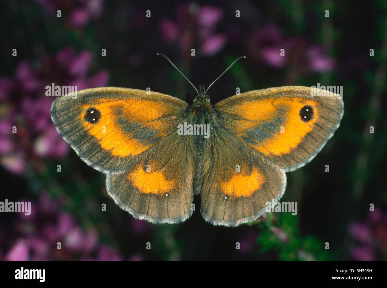 Close-up of a female gatekeeper butterfly (Pyronia tithonus) resting ...