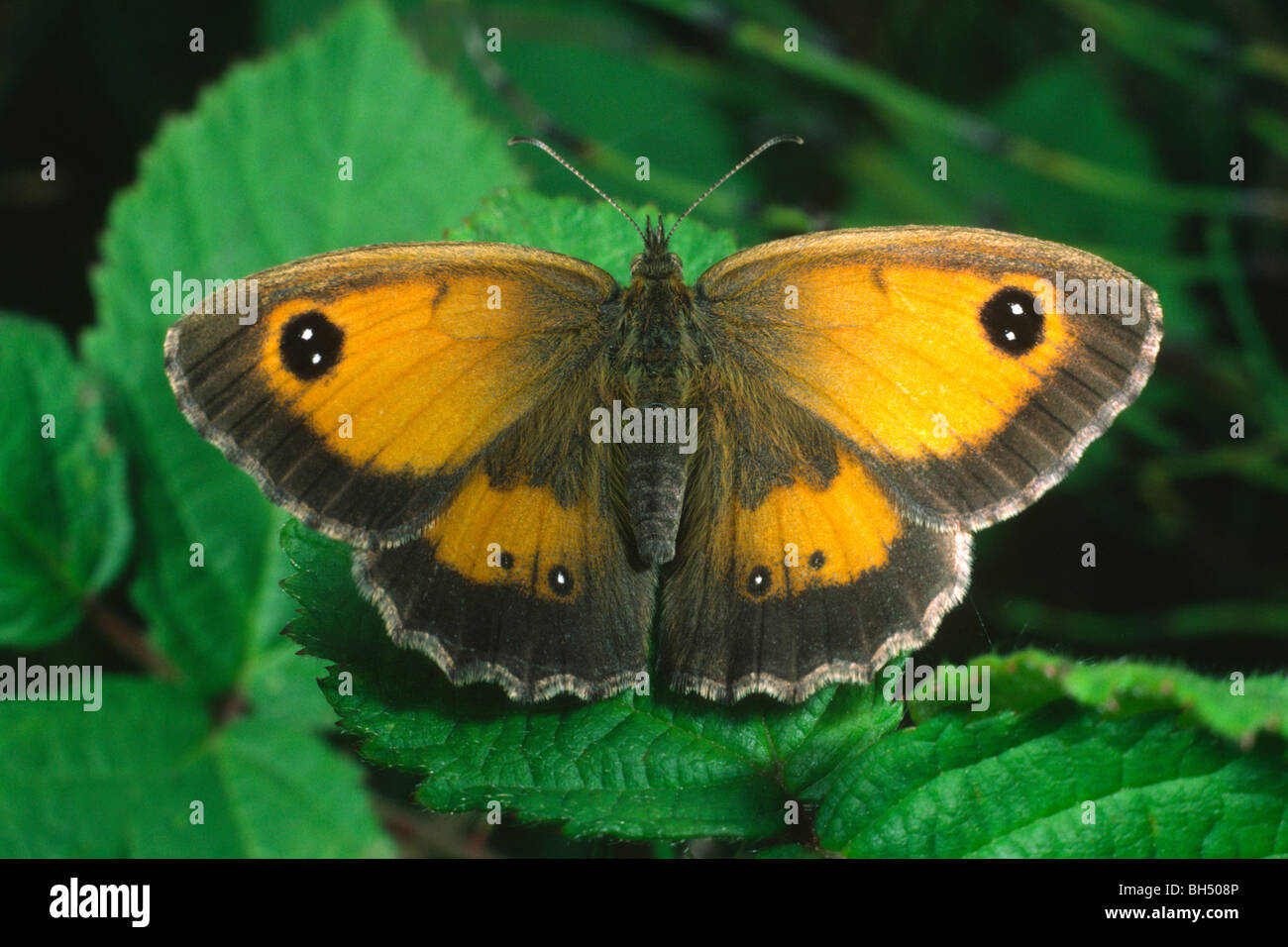 Close-up of a female gatekeeper butterfly (Pyronia tithonus) resting ...