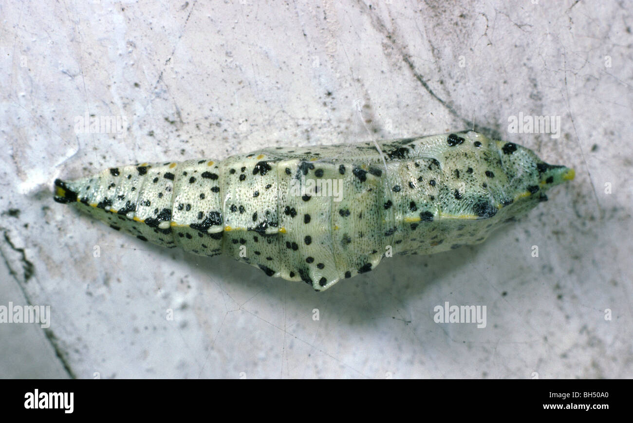 Close-up of a large white butterfly pupa (Pieris brassicae) hanging by ...