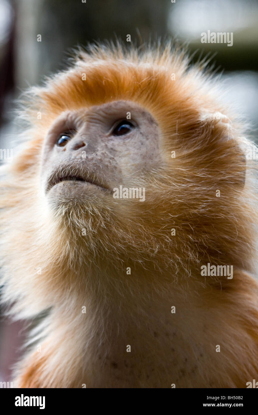 Javan Leaf Monkey - Trachypithecus auratus auratus Stock Photo - Alamy