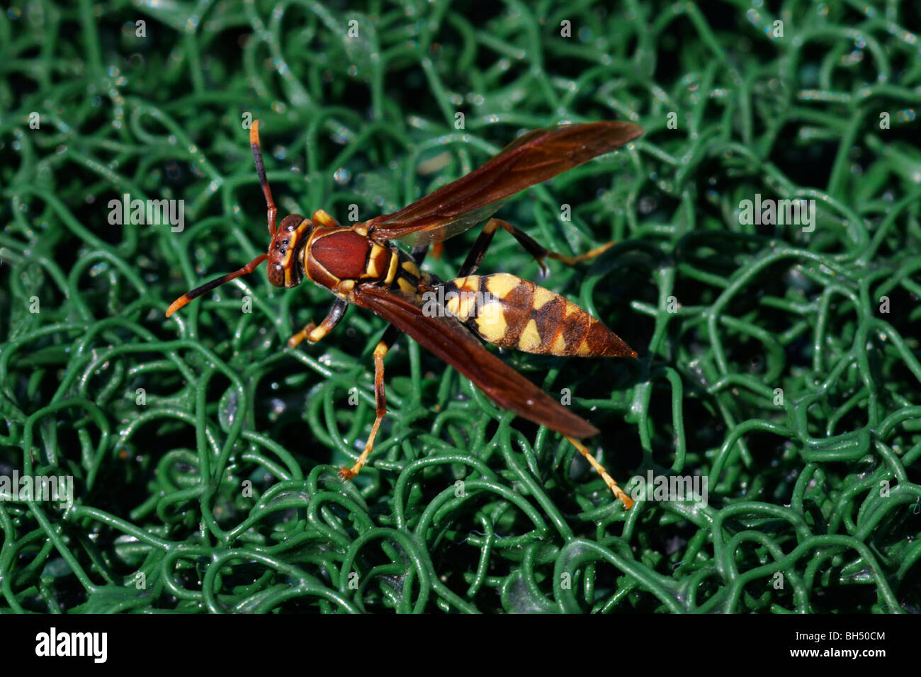 Yellow And Red Wasp