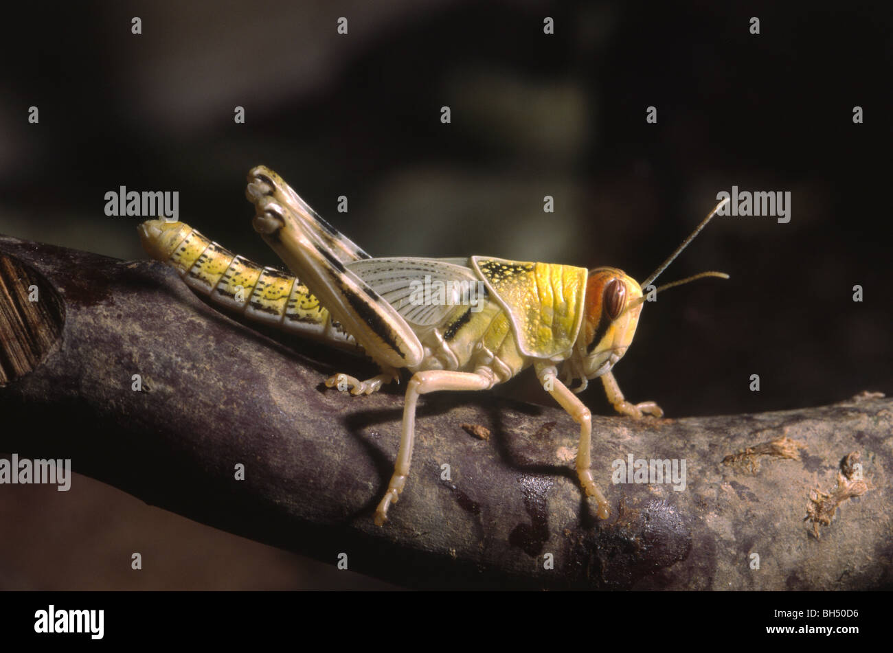 Long Sutton, Lincolnshire High Resolution Stock Photography and Images ...