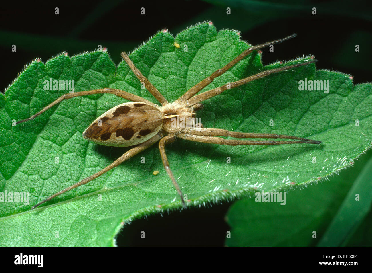 Close-up of a large female hunting spider or nursery web spider ...