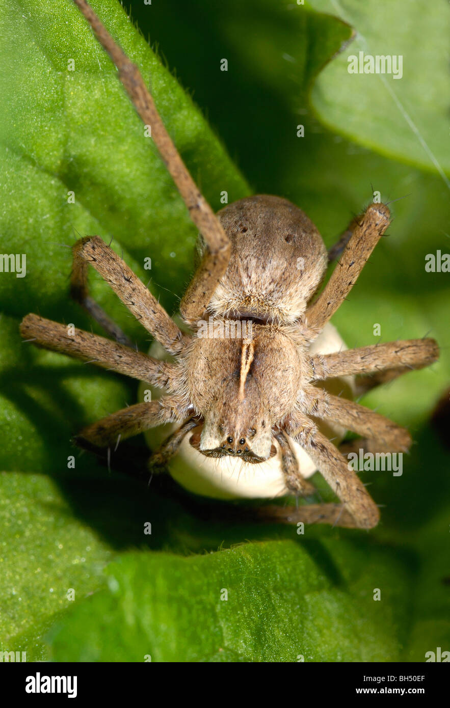 Close-up of a female hunting spider or nursery web spider (Pisaura ...