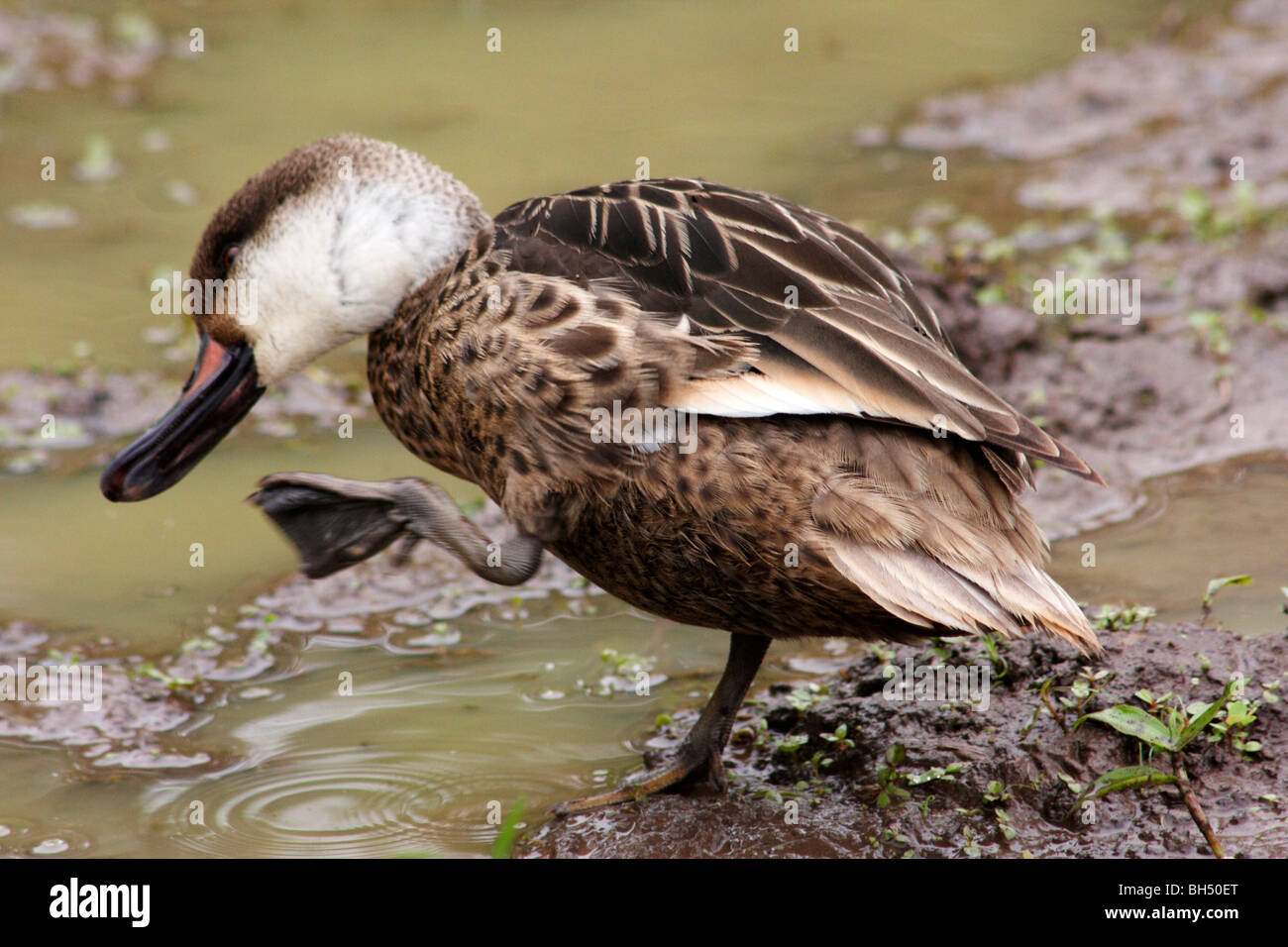 White cheeked pintail bird (White cheeked pintail bird Stock Photo - Alamy