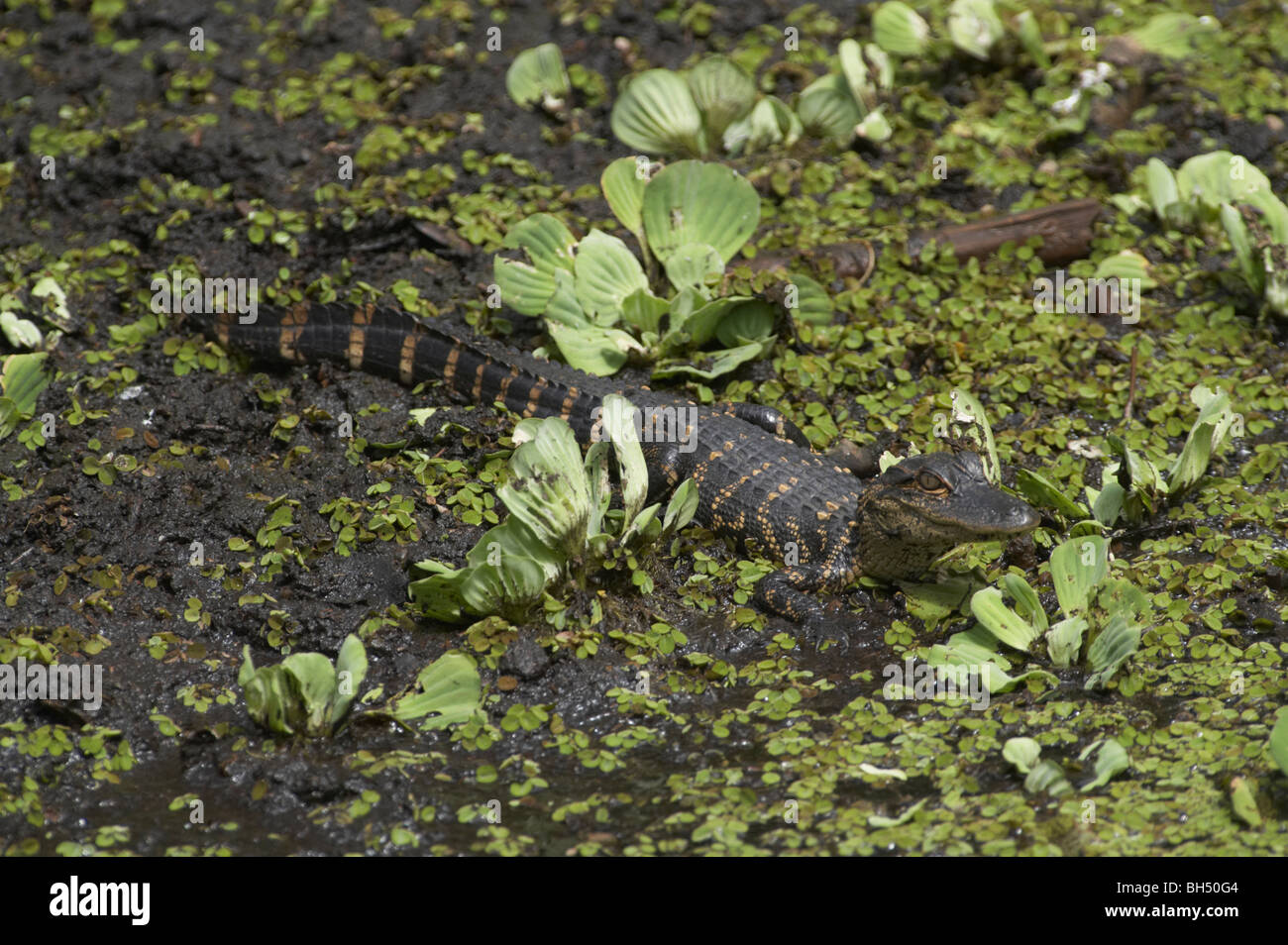 Young American alligator (Alligator mississippiensis) at Corkscrew ...