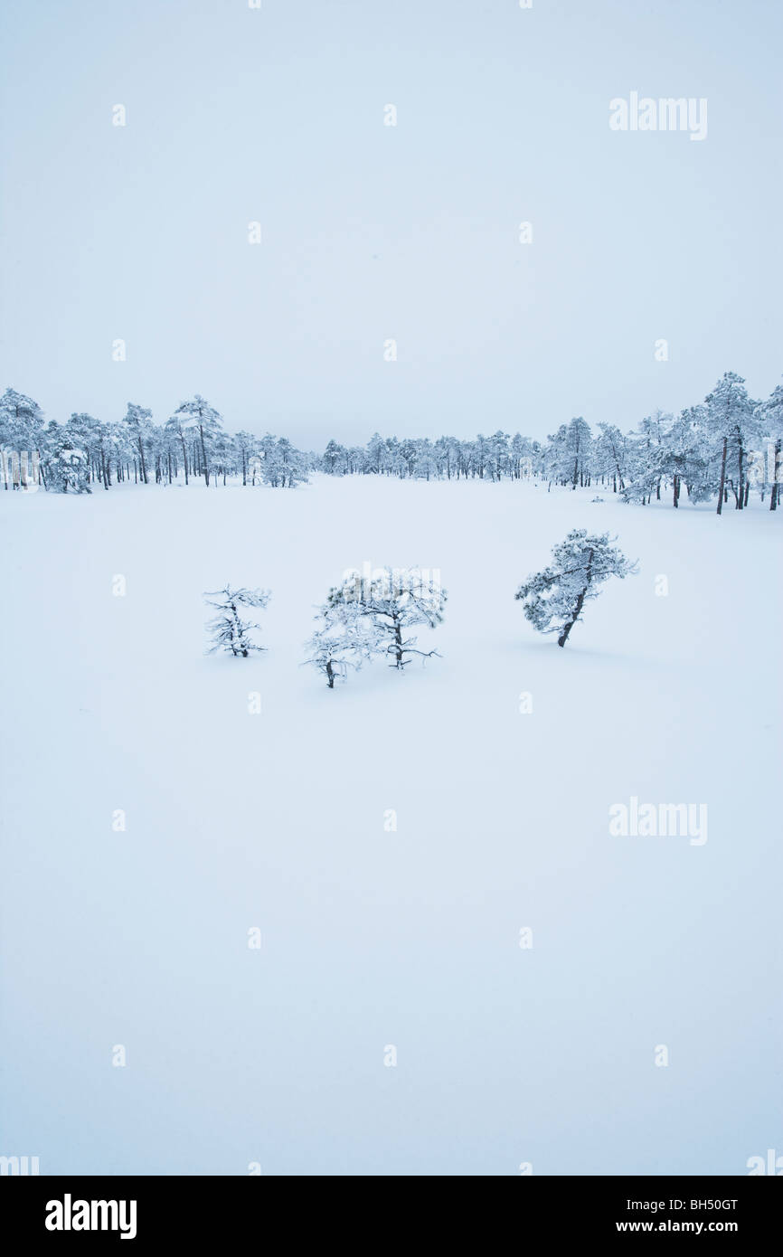 Bog frost snow edge hi-res stock photography and images - Alamy
