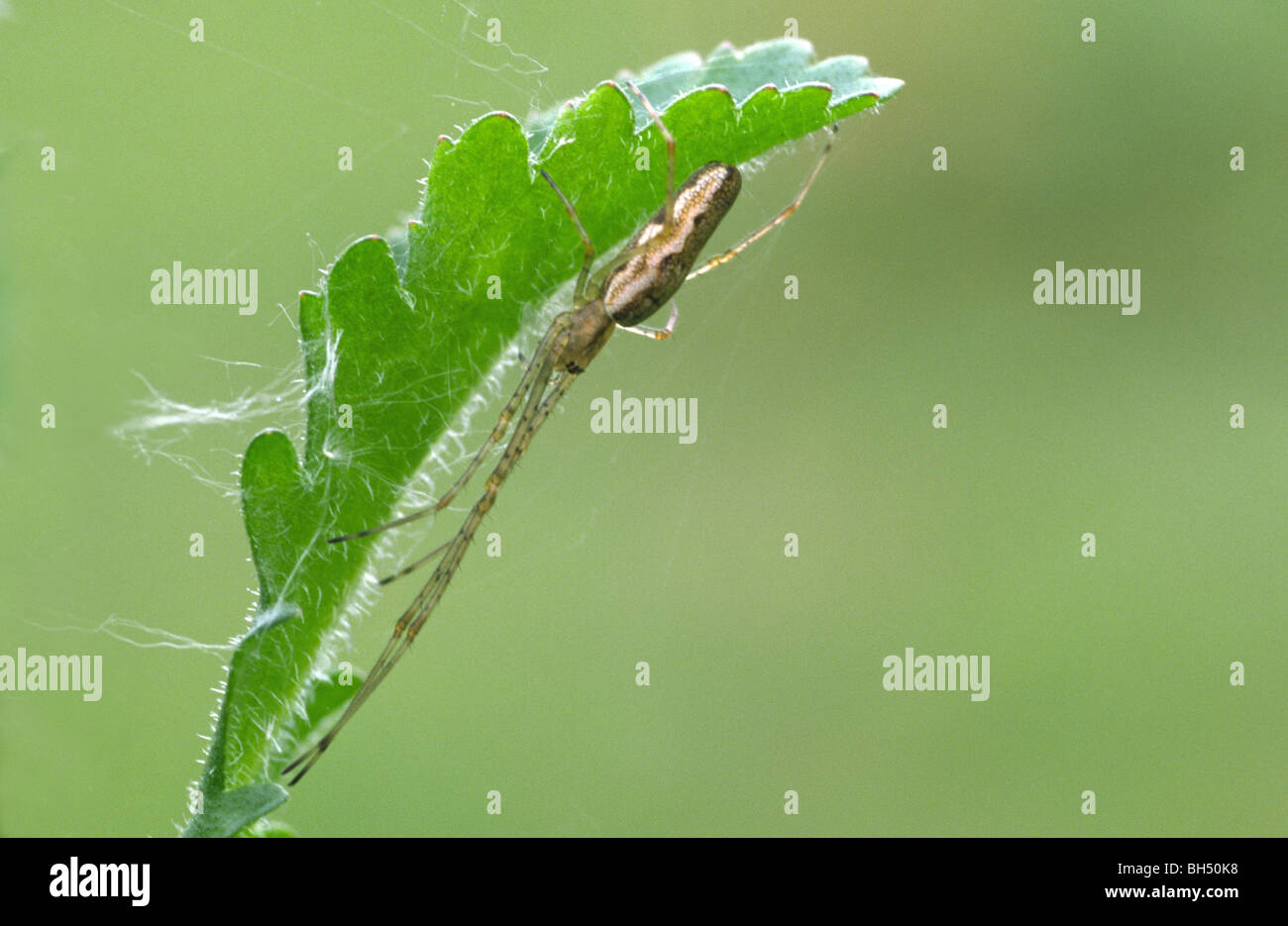 Close-up of a long-legged spider (Tetragnatha extensa) in its typical ...