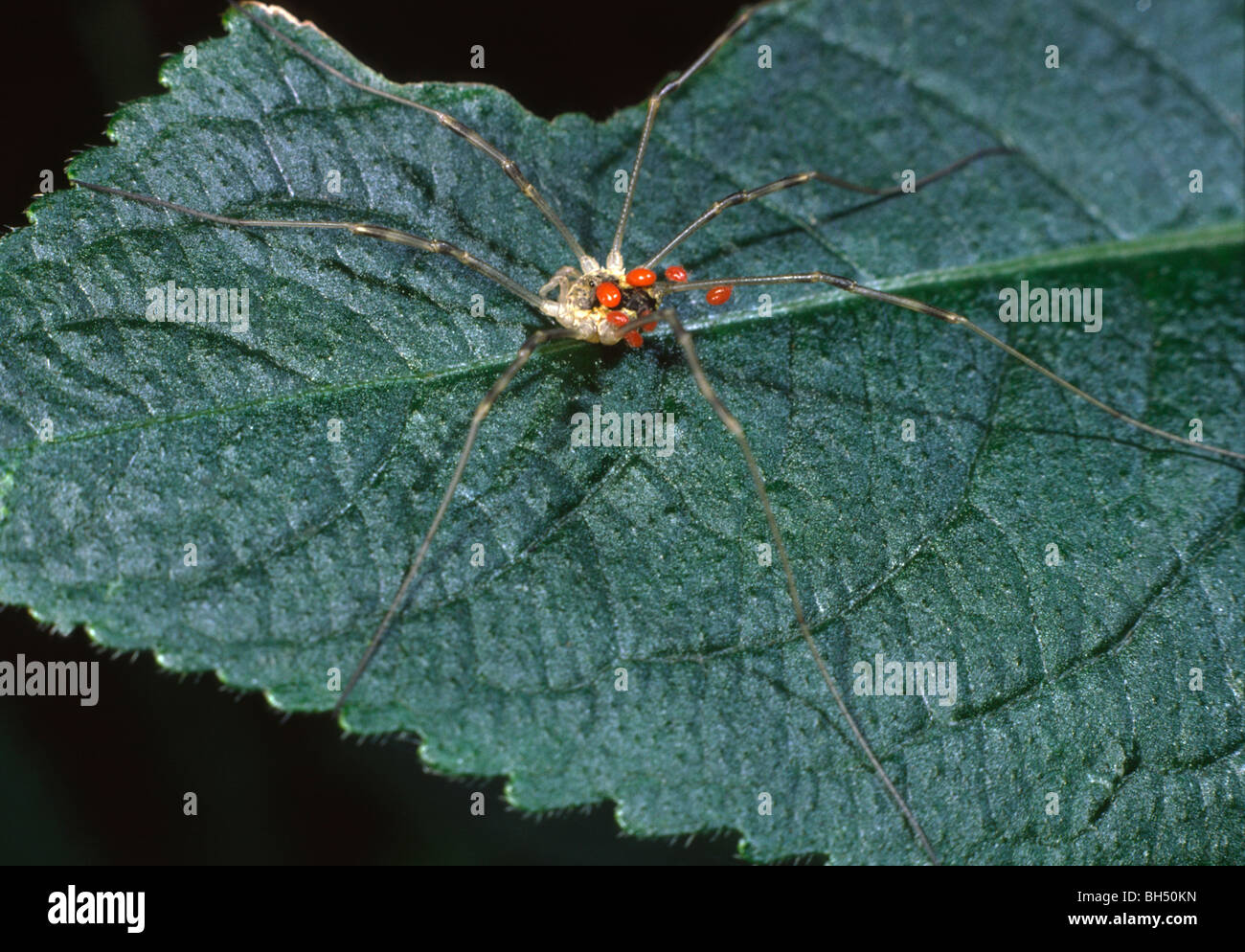 Close-up of a harvestman (Leiobunum rotundum) infested with red mites ...