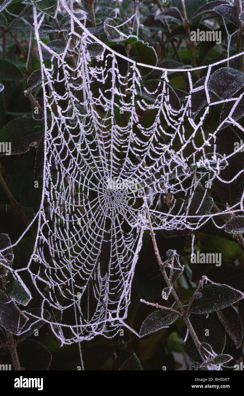 Spiders web frost garden hi-res stock photography and images - Alamy