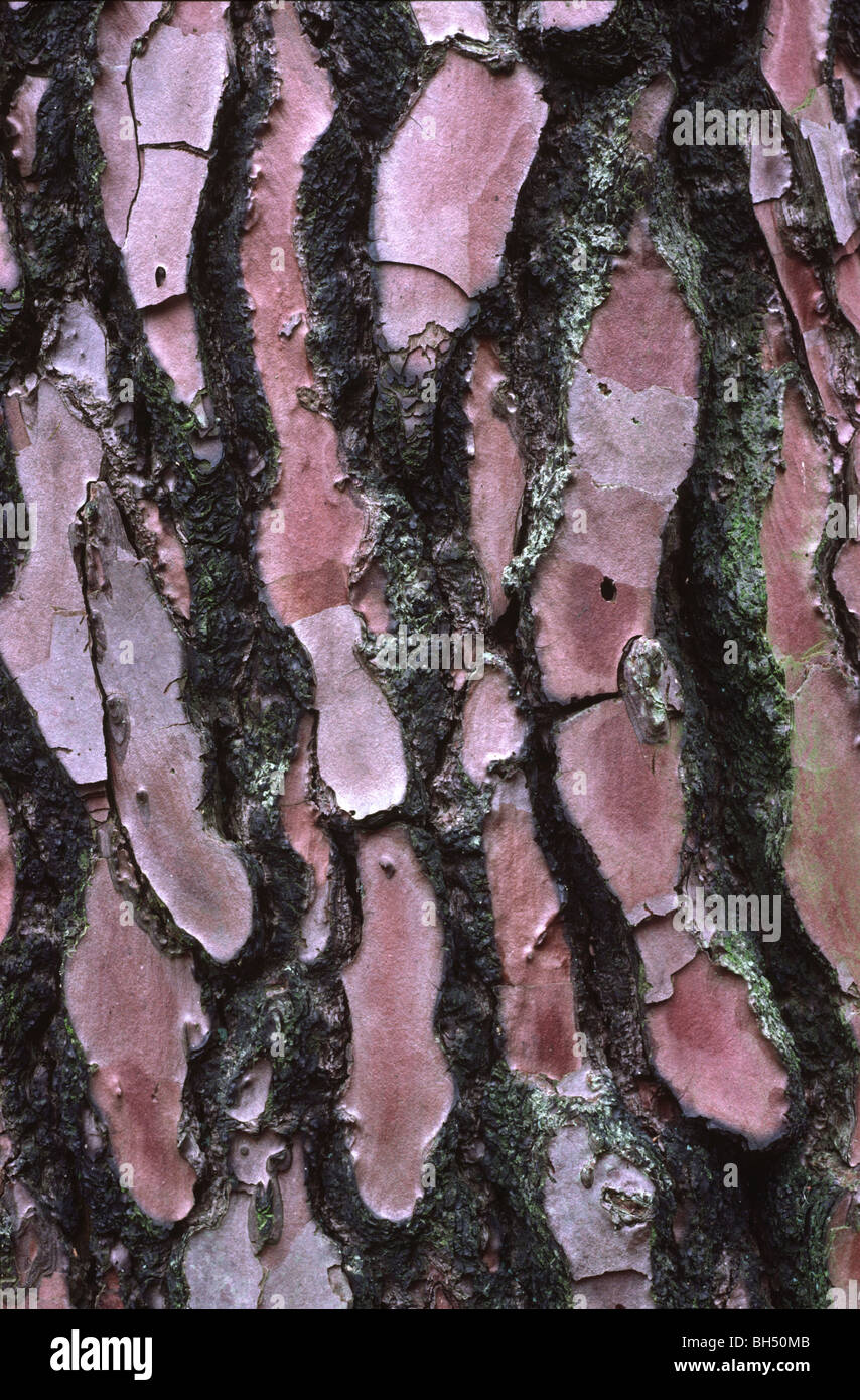 Scots pine bark hi-res stock photography and images - Alamy