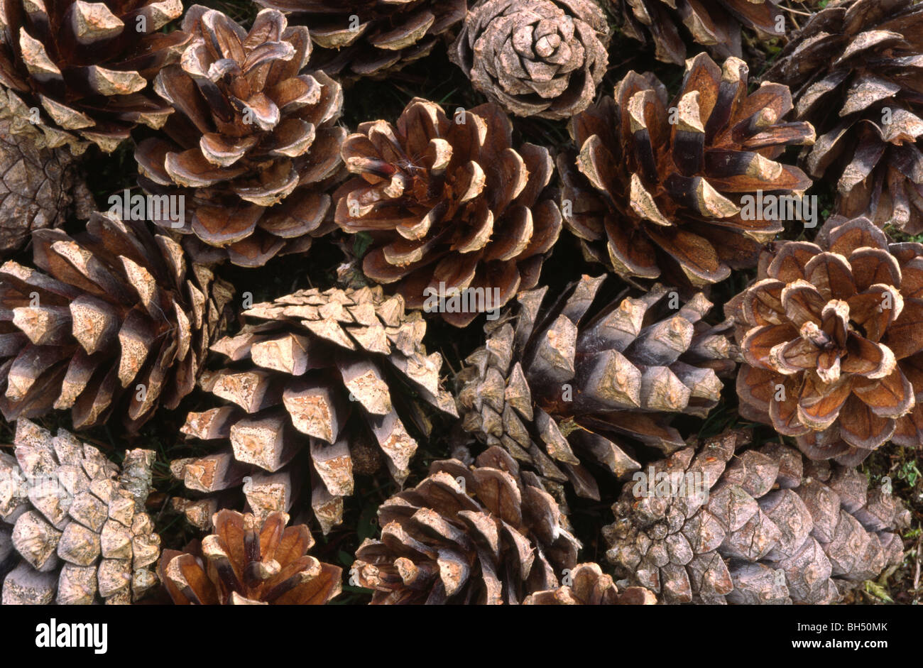 Multiple pine cones hi-res stock photography and images - Alamy