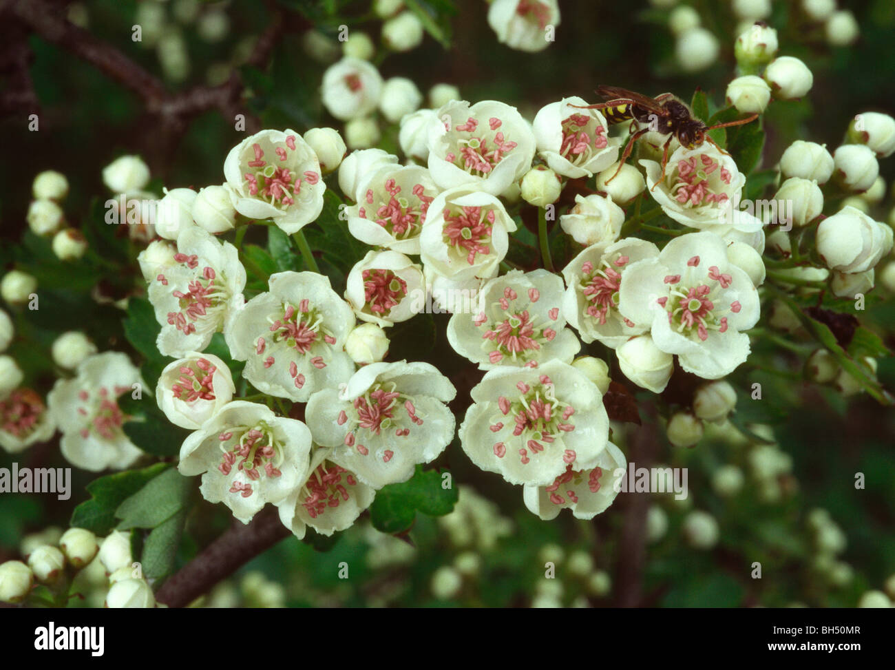 Crataegus monogyna in art hi-res stock photography and images - Alamy