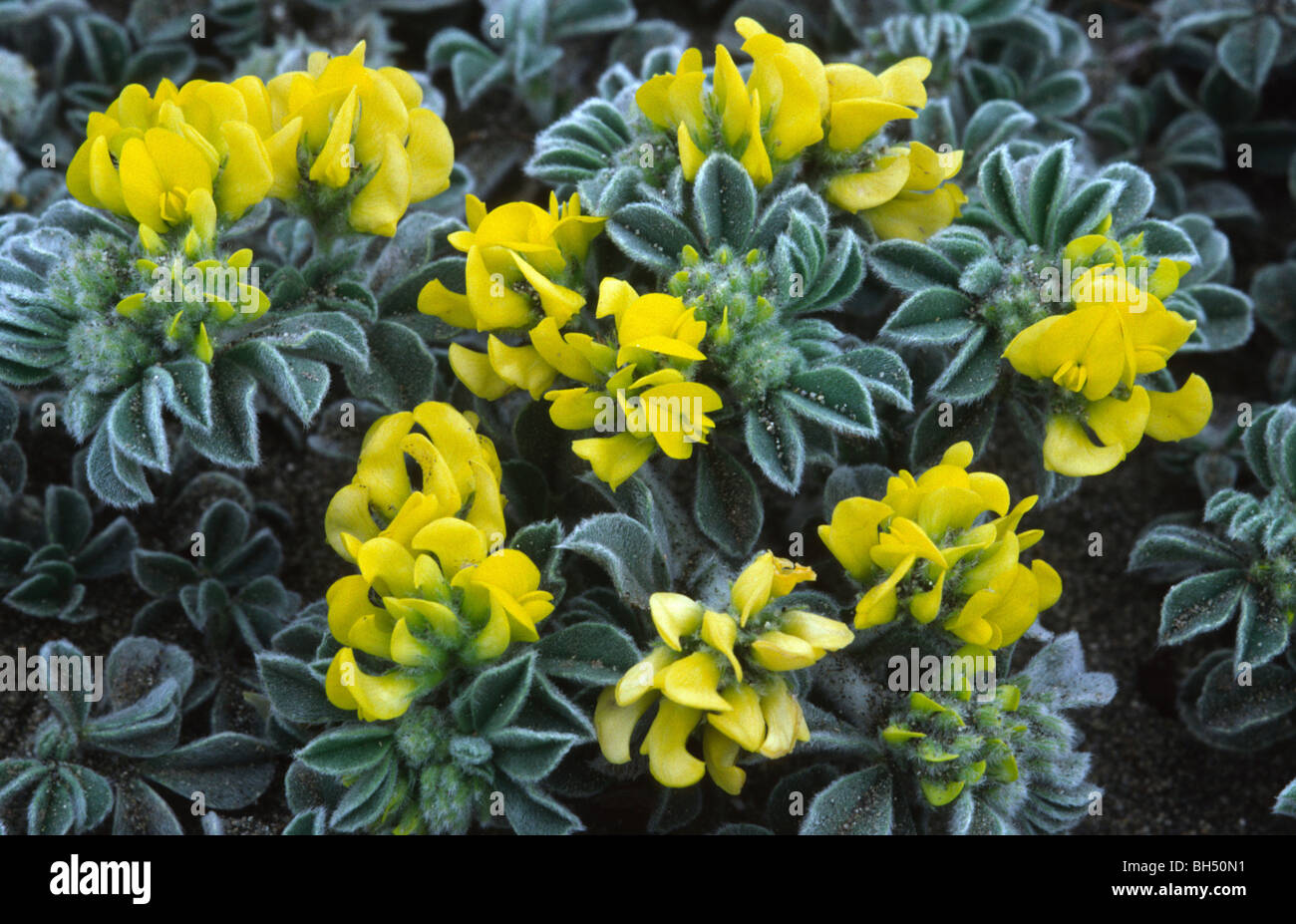 Close-up of a sea medick plant (Medicago marina) growing on a sandy ...