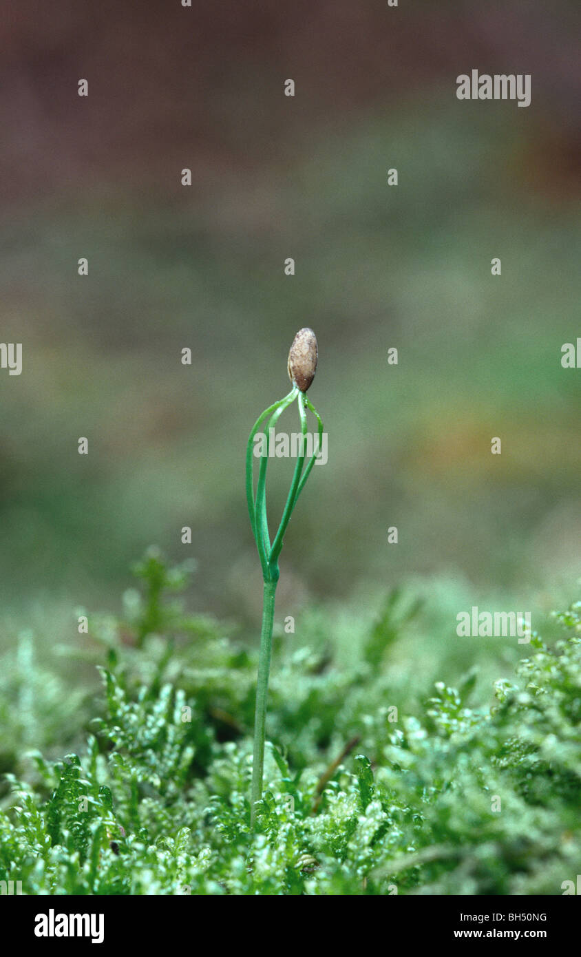 Scots pine seedling hi-res stock photography and images - Alamy
