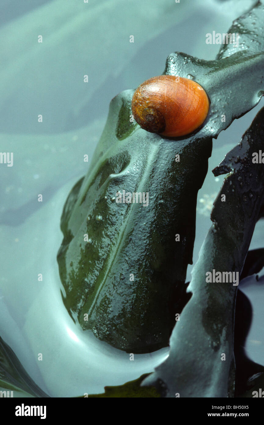 Littorina littoralis hi-res stock photography and images - Alamy