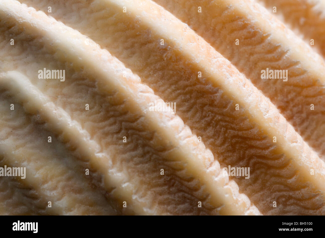 Close-up abstract image of the surface pattern and texture of a scallop ...