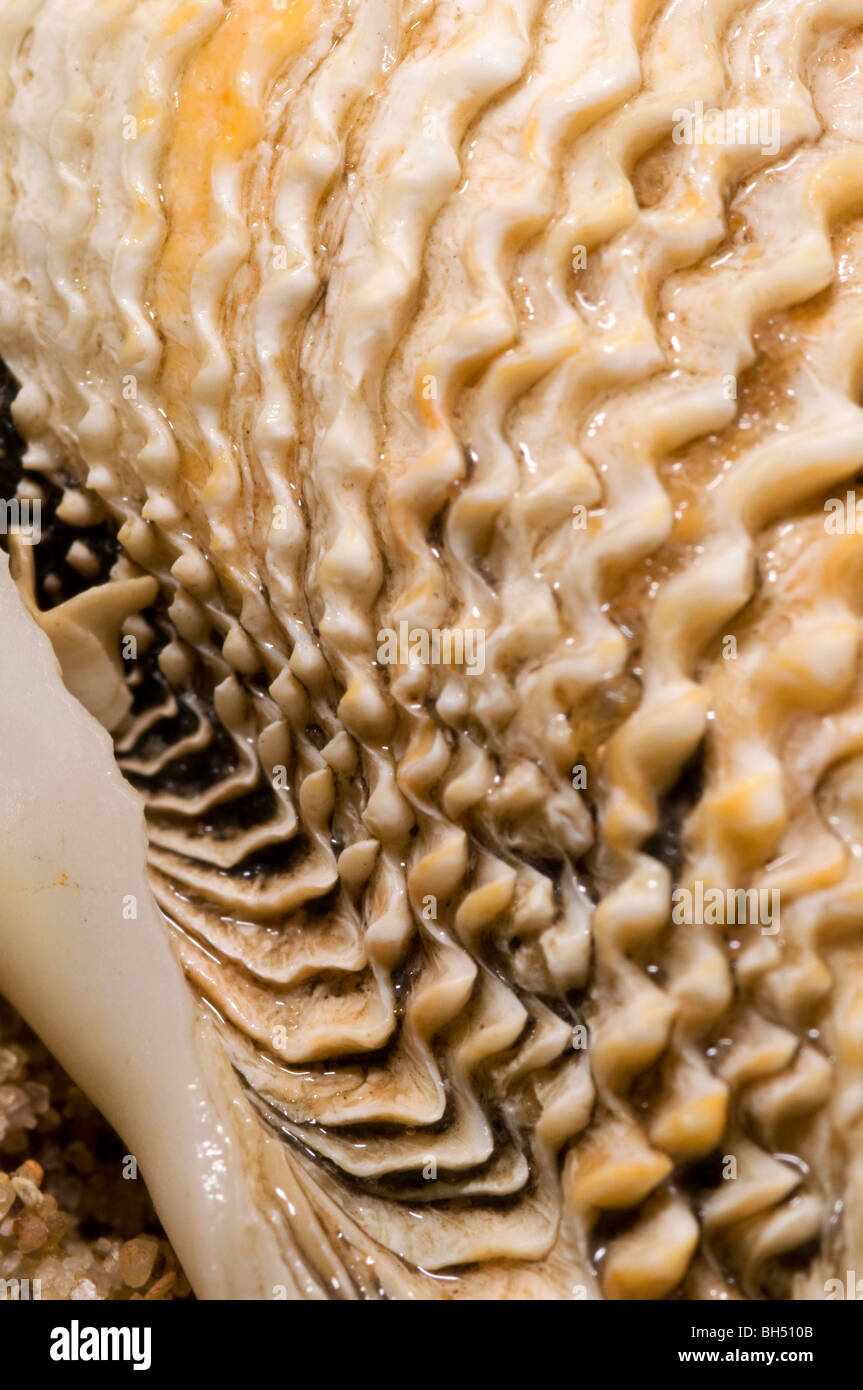 Whelk shell hi-res stock photography and images - Alamy
