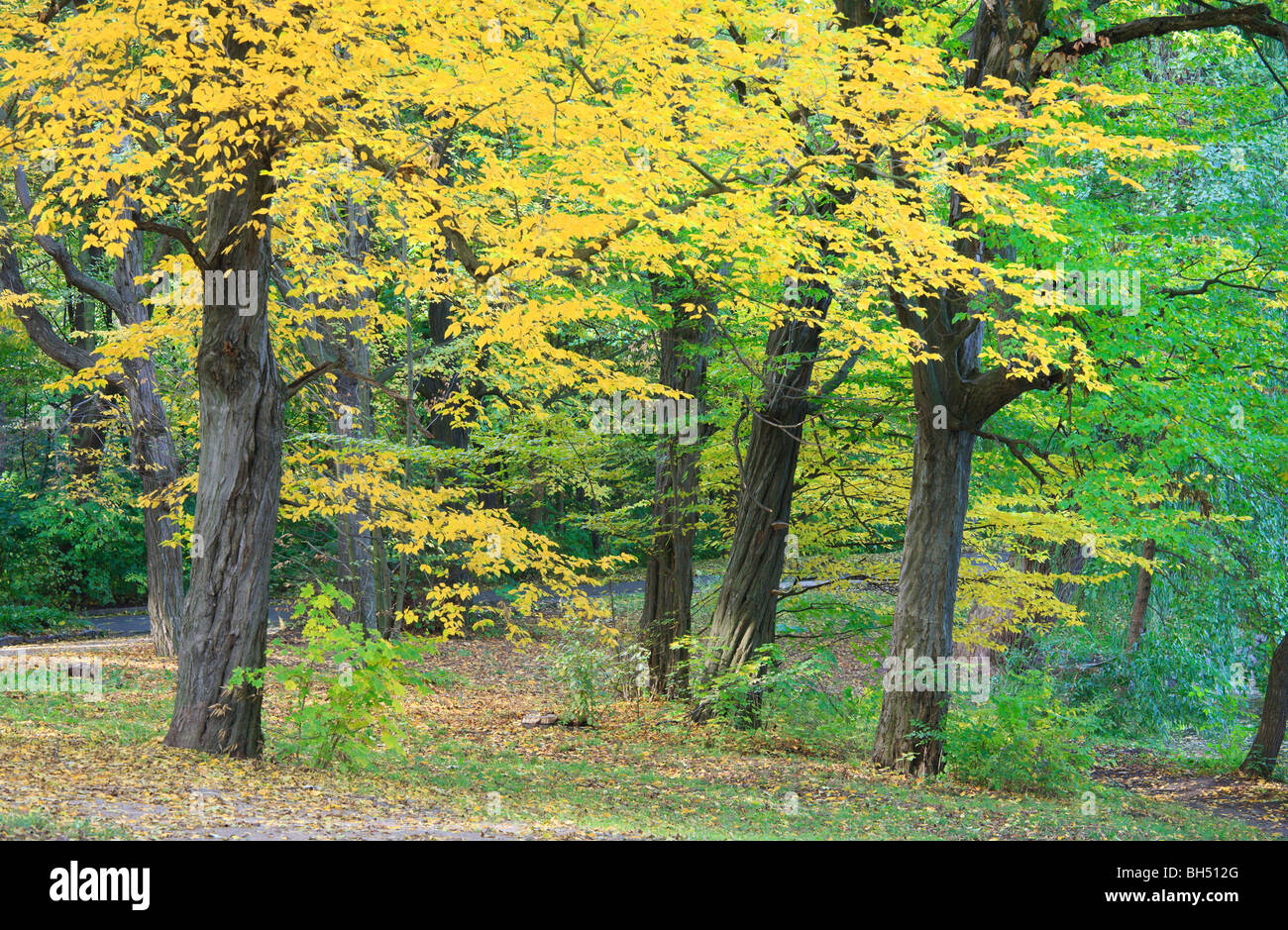 Golden tree foliage, pedestrian path, and falling leafs in autumn city ...