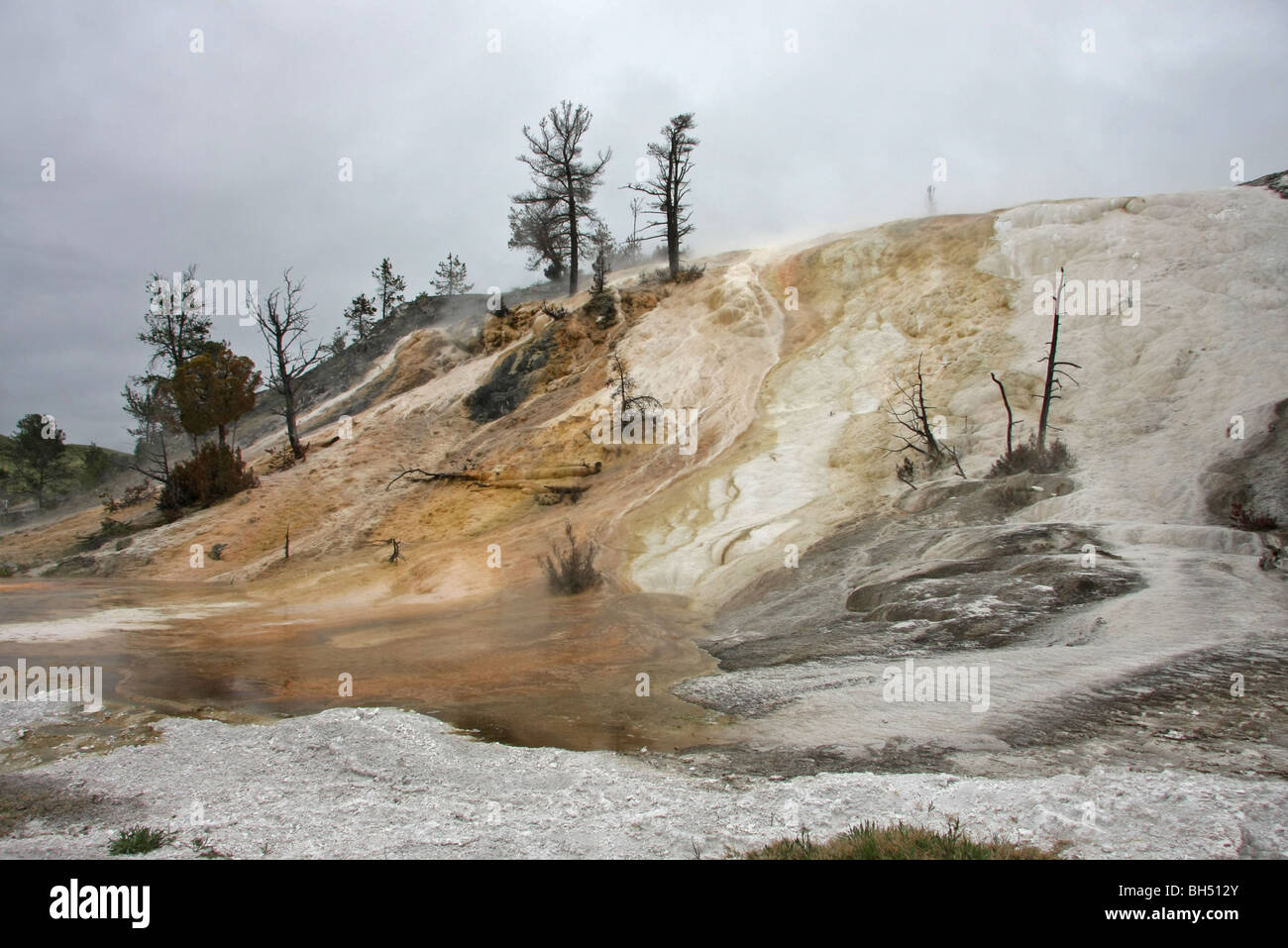 Palette Spring, Mammoth Hot Springs, Yellowstone National Park Stock ...