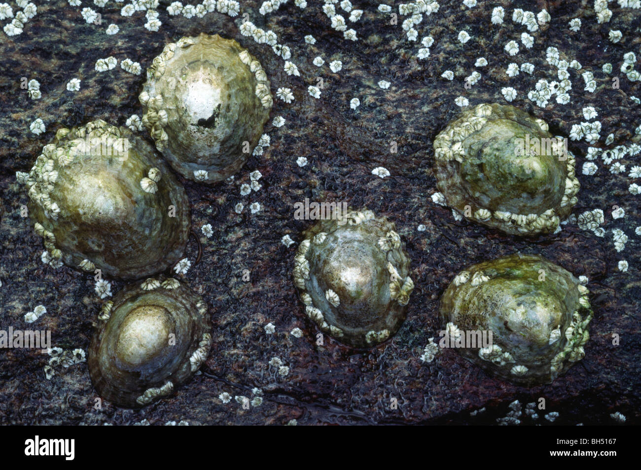 Limpets attached to a rock hi-res stock photography and images - Alamy