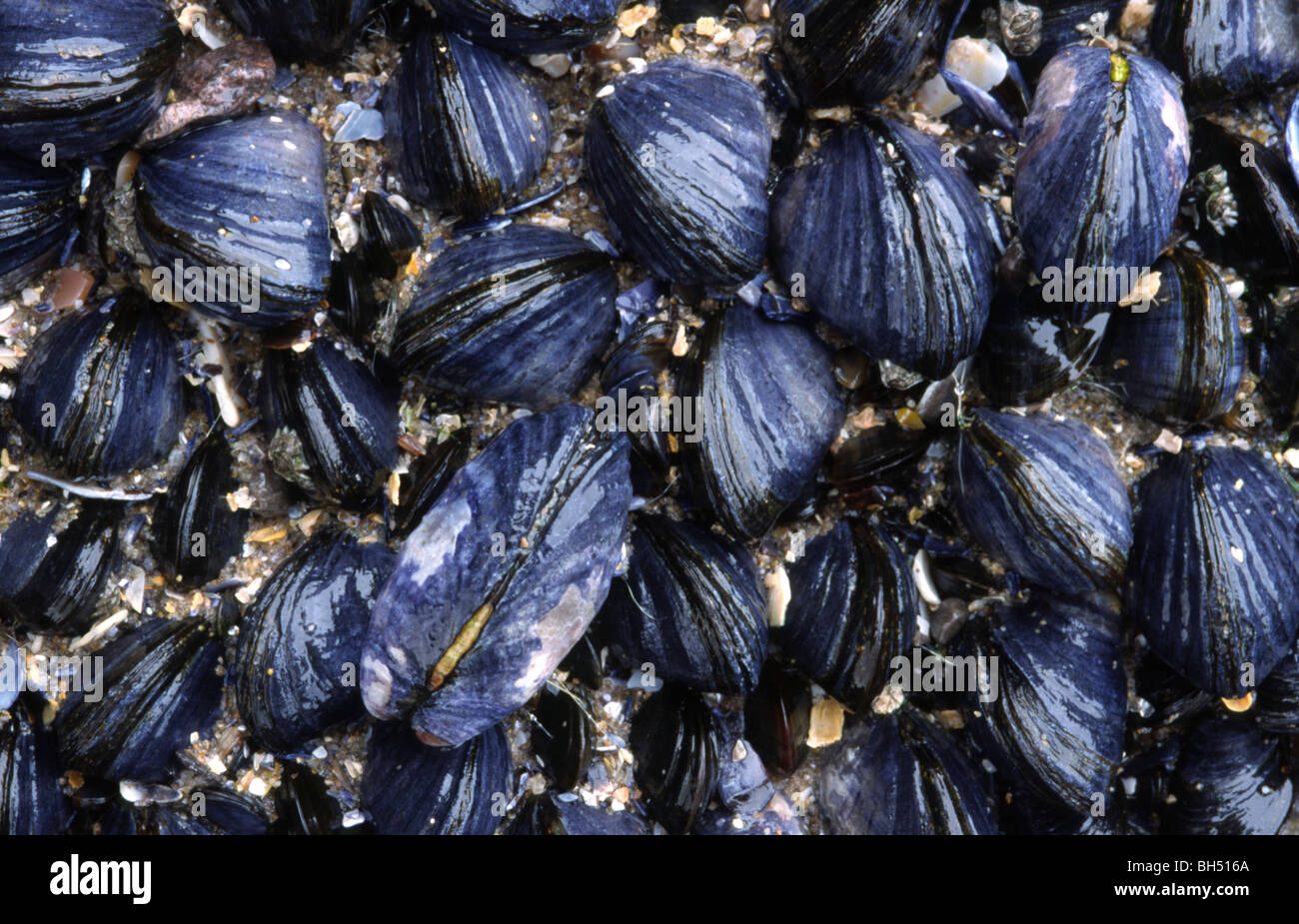 Close-up abstract of a large group of common mussels (Mytilus edulis ...