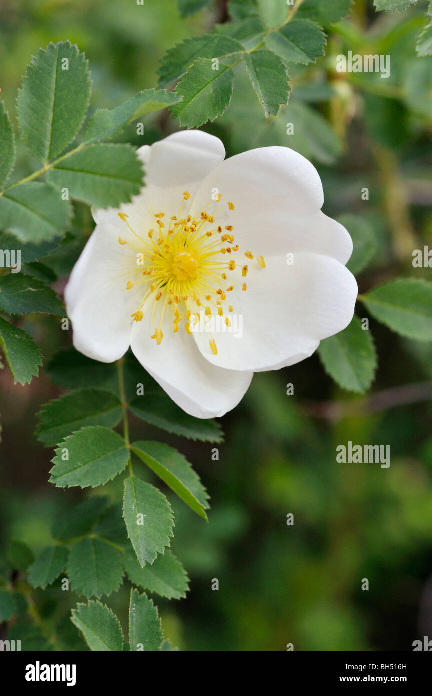 Burnet rose (Rosa spinosissima Stock Photo - Alamy