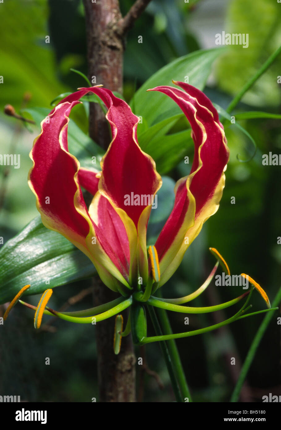 Close-up of a glory lily (Gloriosa superba 'Rothschildiana') growing in ...