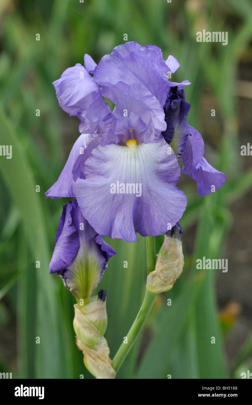 Tall bearded iris (Iris barbata elatior 'Violet Harmony' Stock Photo - Alamy