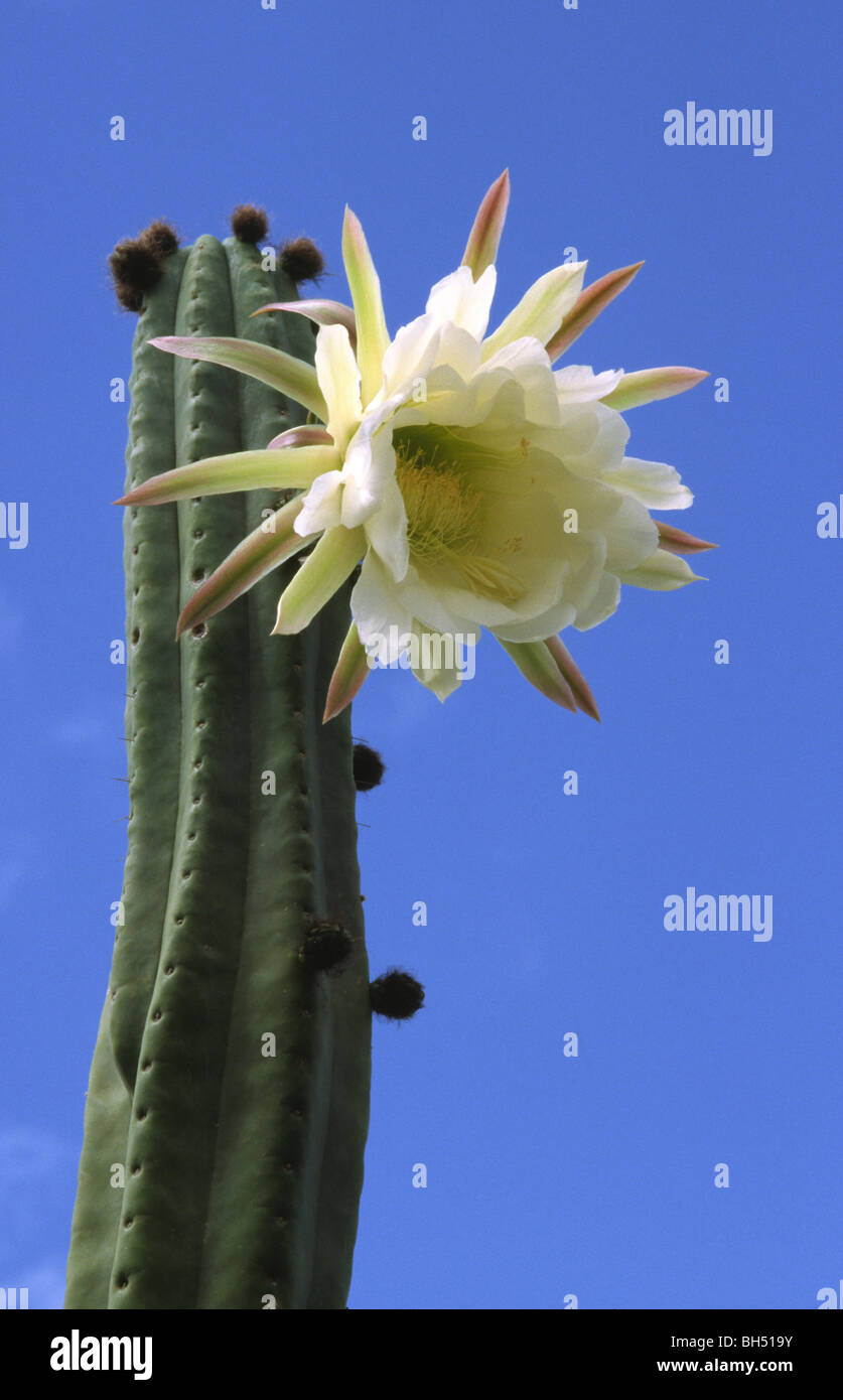 Portrait of an organ cactus flower (Cerus jamacaru) growing on a tall ...