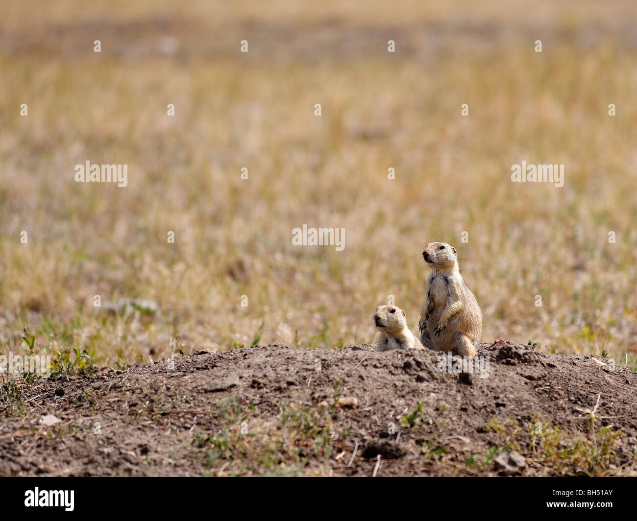 photograph of two prairie dogs in colorado in typical pose taken in ...