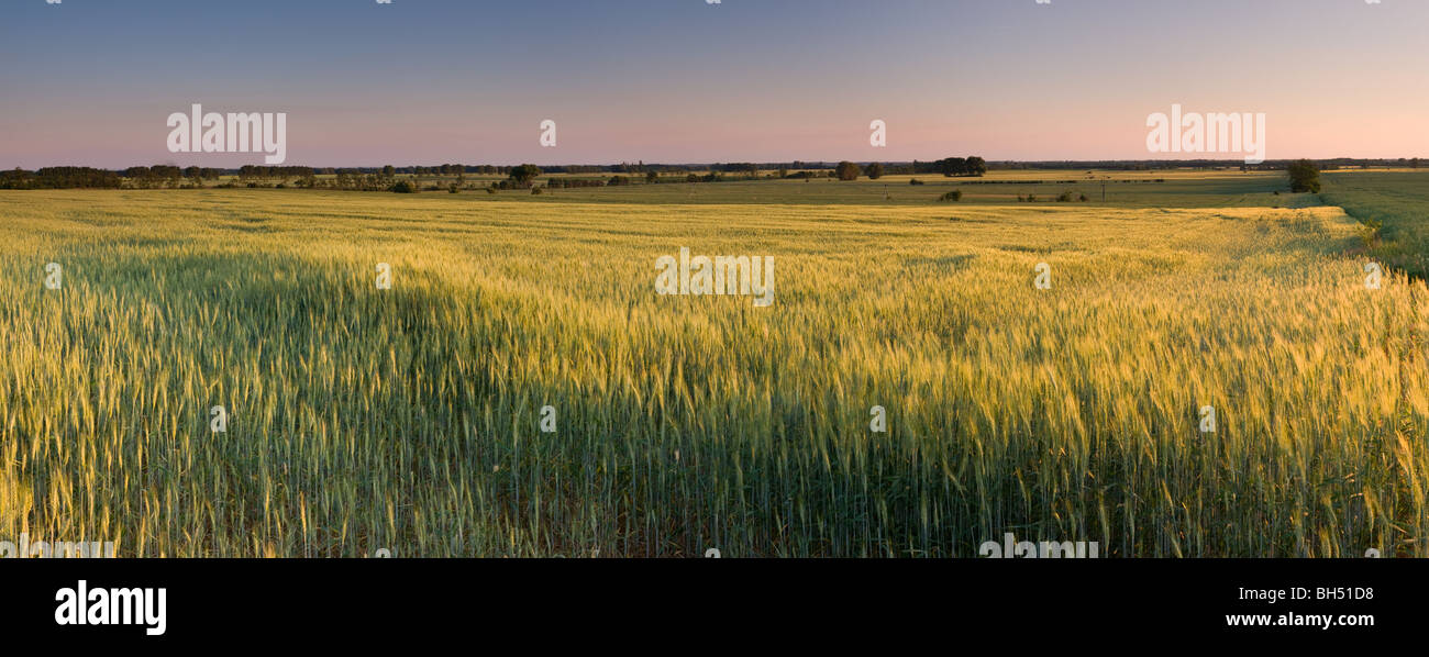 Panorama of beautiful field landscape ideal for background or wallpaper ...