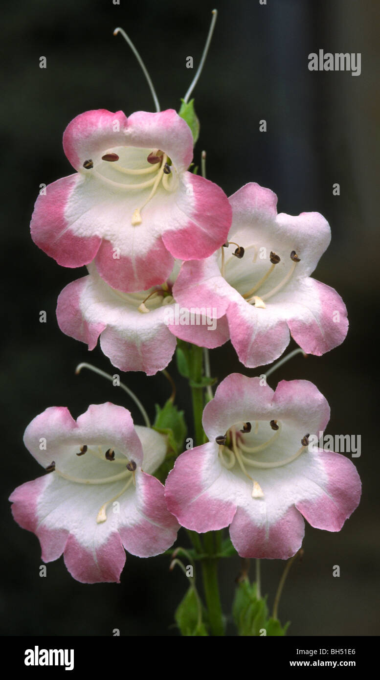 Penstemon osprey hi-res stock photography and images - Alamy