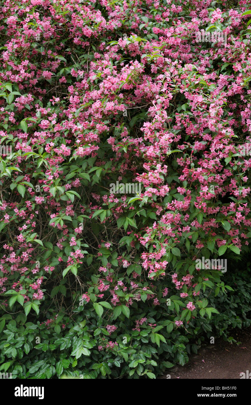 Weigela shrubs flowers hi-res stock photography and images - Alamy