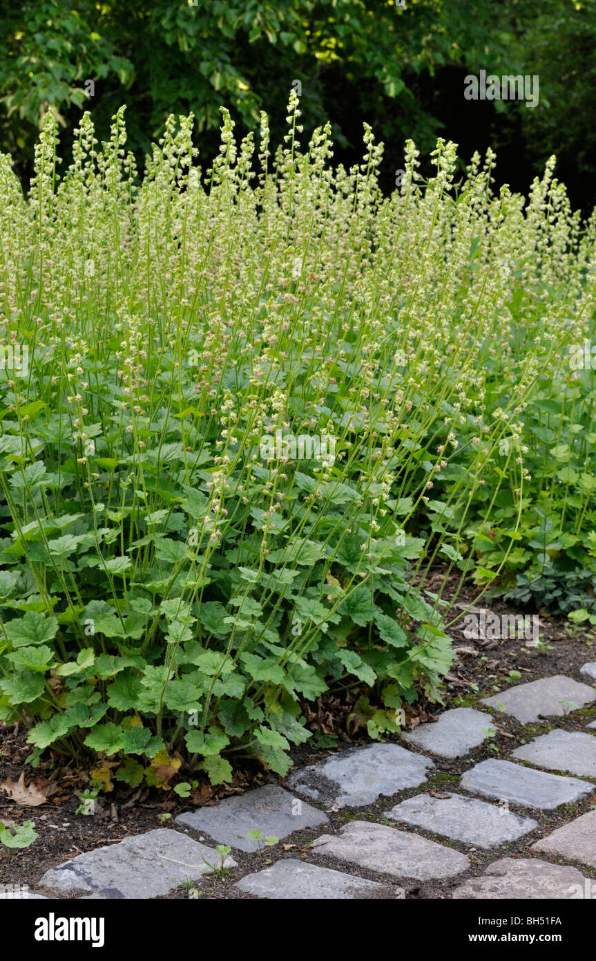 Tellima grandiflora hi-res stock photography and images - Alamy